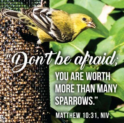 You Are of More Value Than Many Sparrows - Covenant Presbyterian Church